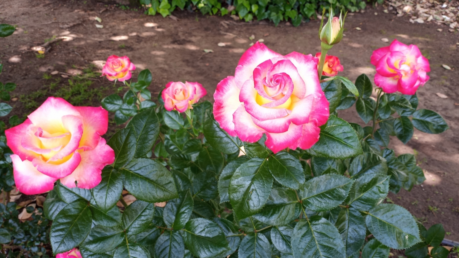 How to Plant, Grow, and Care for Grandiflora Roses
