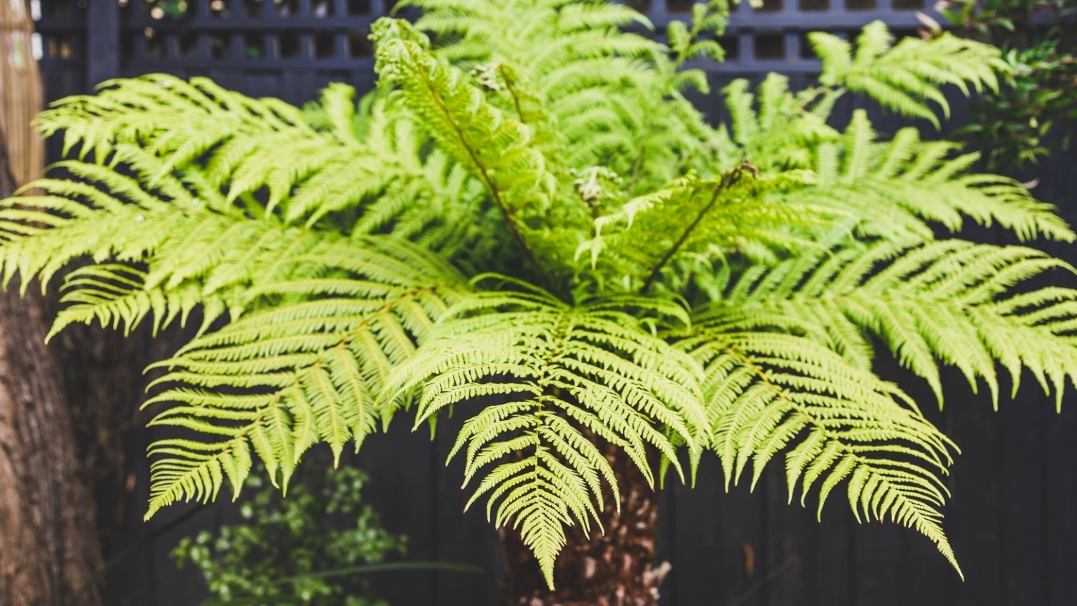 How to Plant, Grow, and Care for Tree Ferns