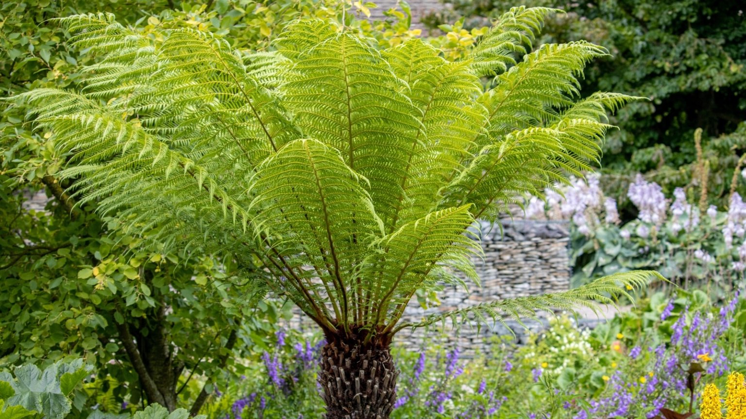 How to Plant, Grow, and Care for Tree Ferns