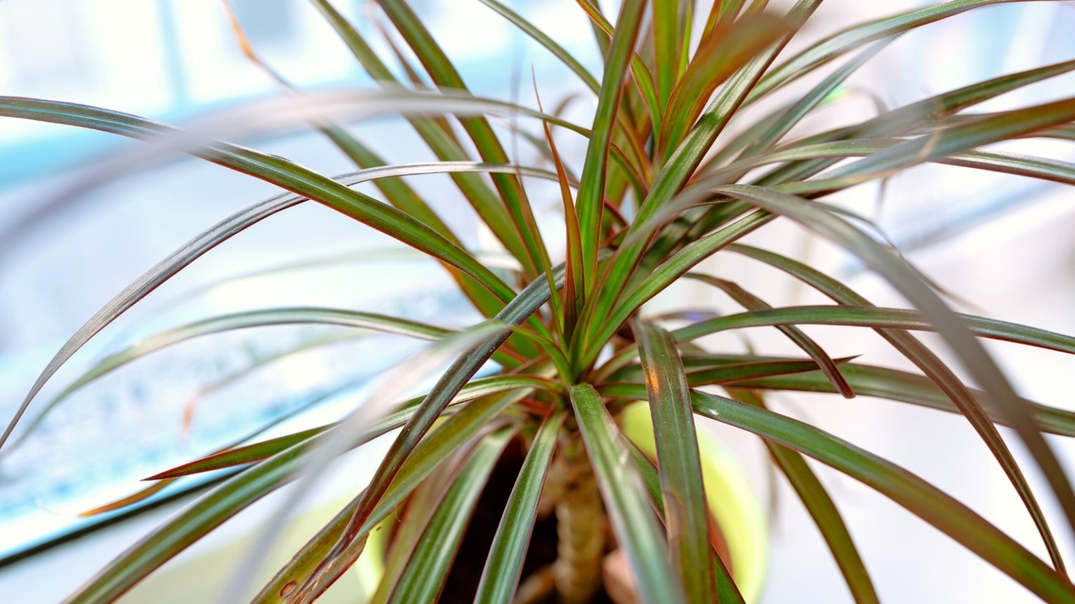 27 Houseplants with Fun Foliage