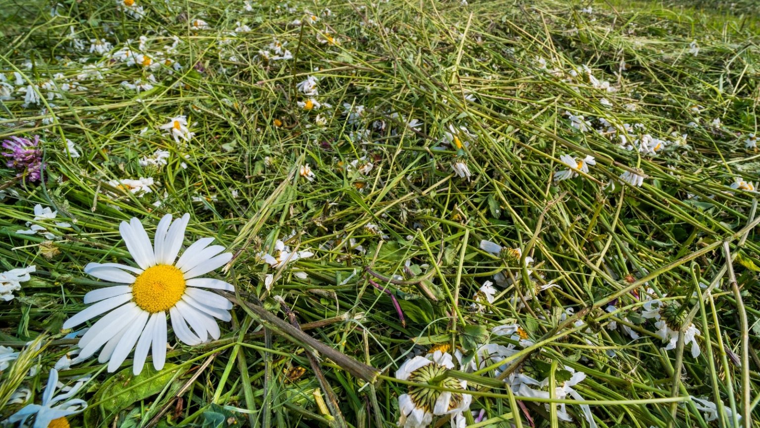 How to Plant, Grow, and Care for Oxeye Daisies