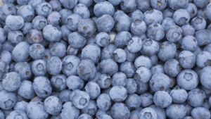 How to Plant, Grow, and Care for 'Duke’ Blueberries