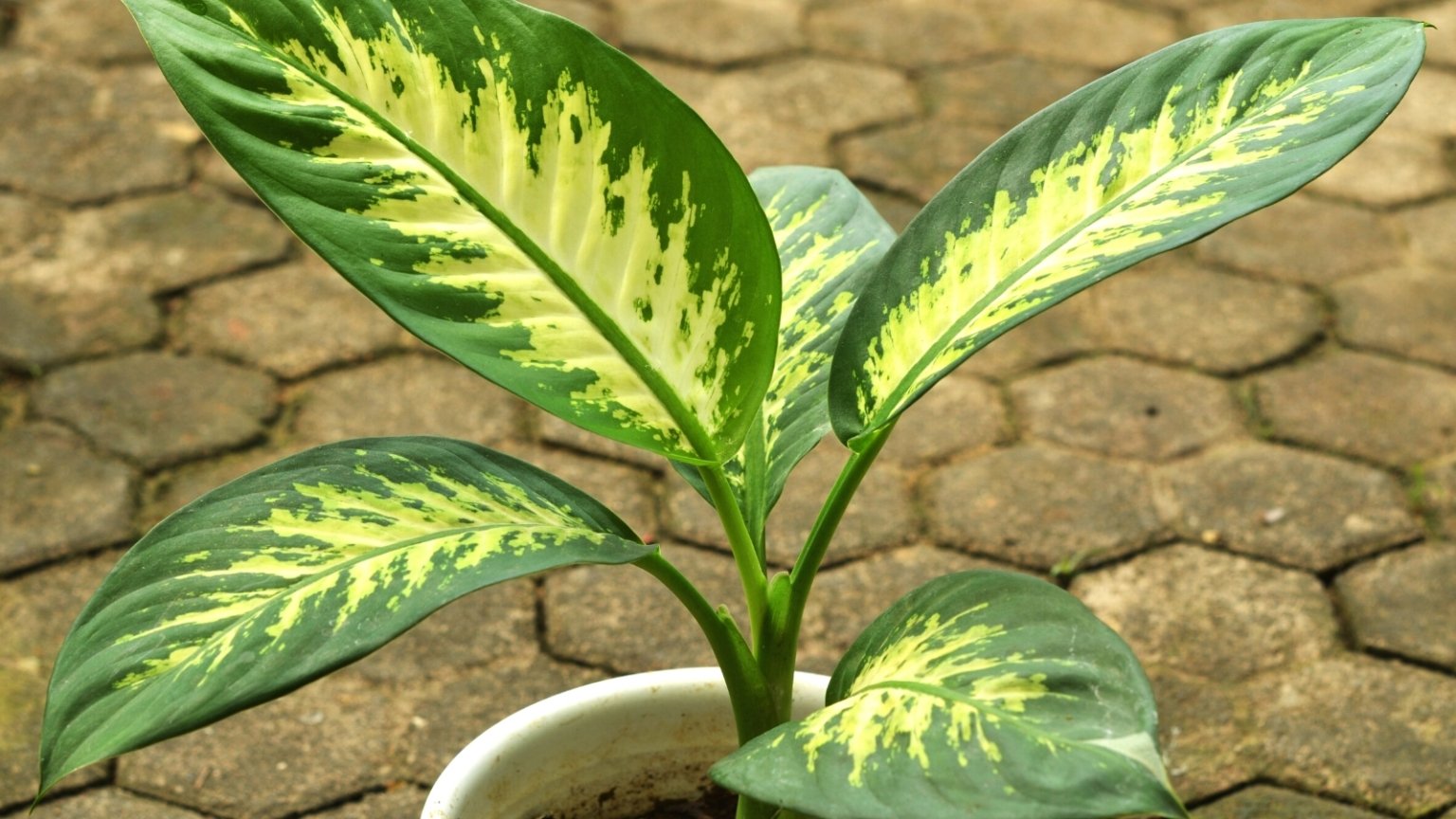 14 Best Indoor Shade Plants for Low-Light Rooms