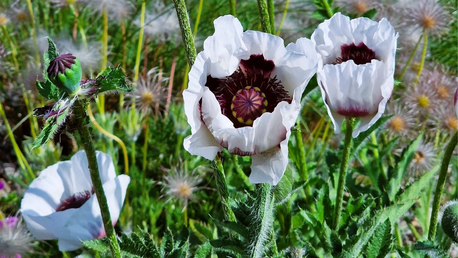 31 Beautiful Poppy Varieties for Your Garden