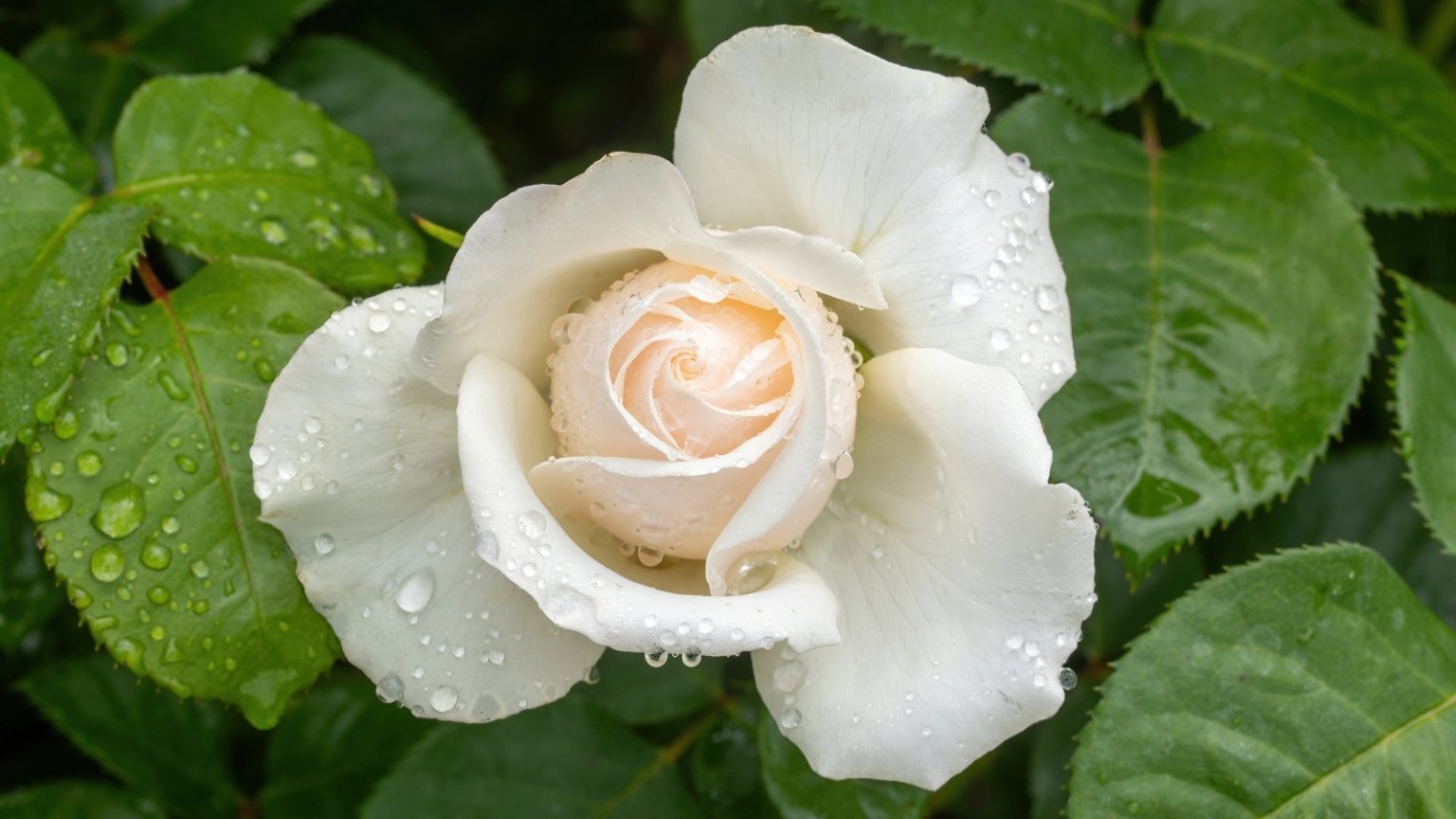 15 Recommended Floribunda Rose Varieties for the Home Garden