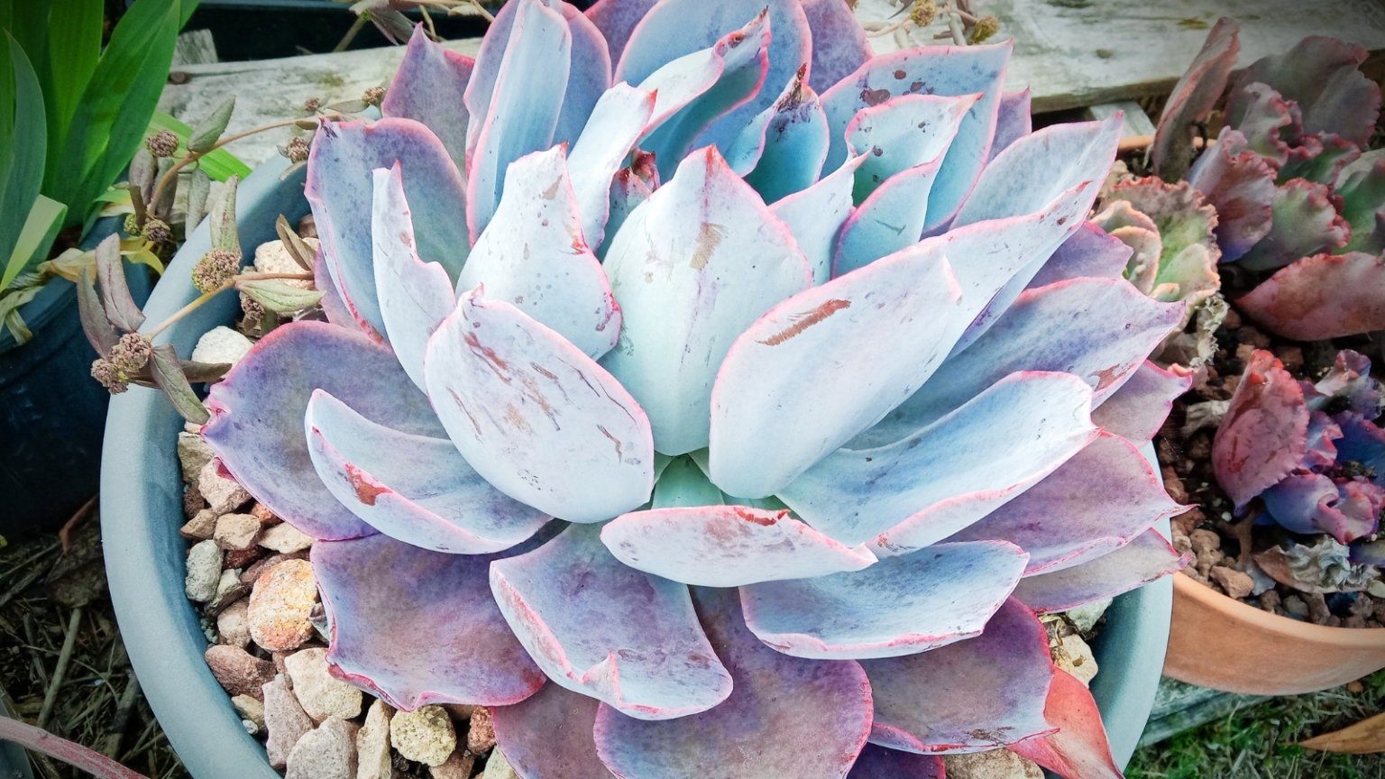 29 Echeveria Varieties for Your Succulent Garden