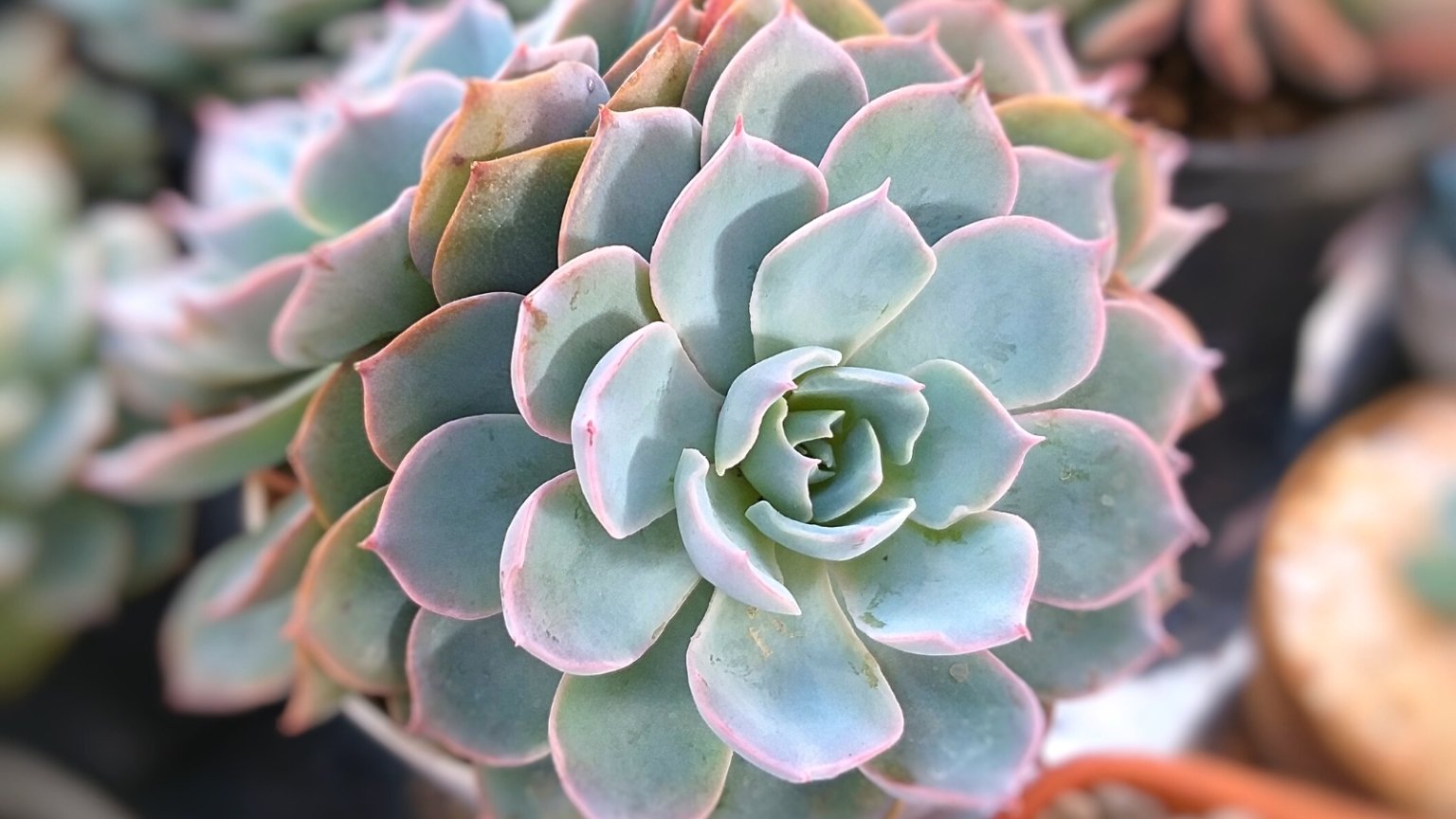 29 Echeveria Varieties for Your Succulent Garden