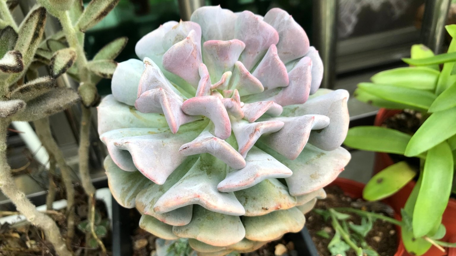 29 Echeveria Varieties for Your Succulent Garden
