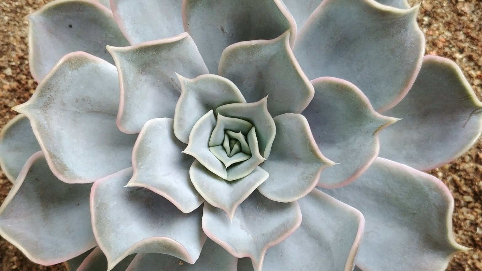 29 Echeveria Varieties for Your Succulent Garden