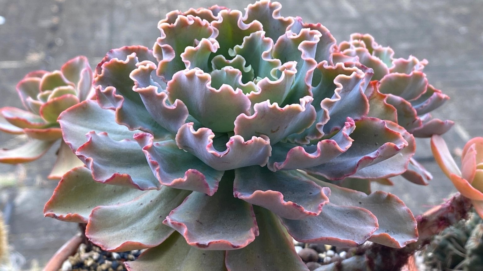 29 Echeveria Varieties for Your Succulent Garden