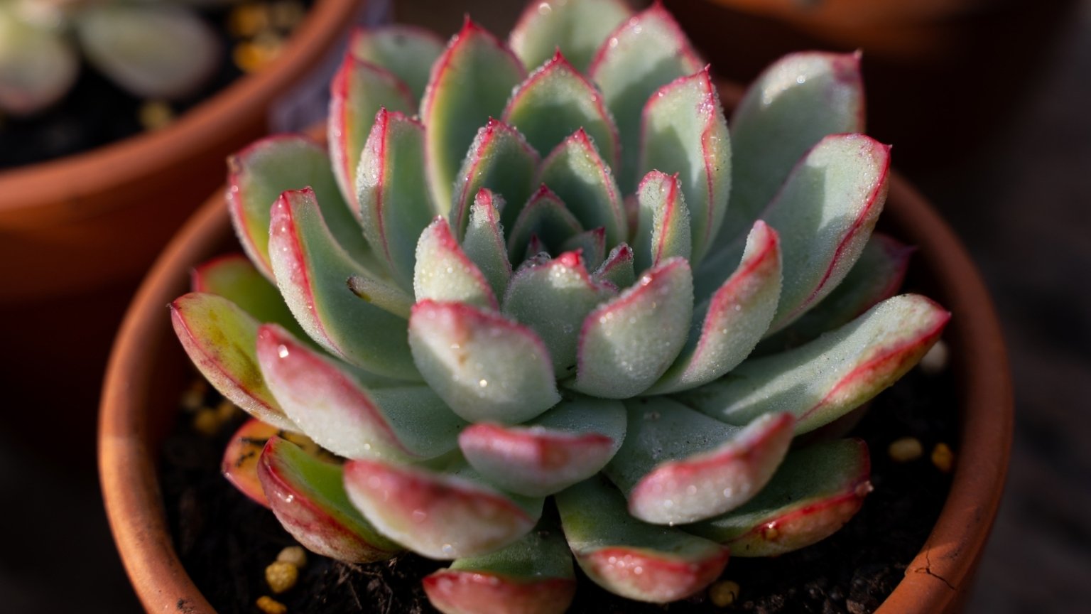 29 Echeveria Varieties for Your Succulent Garden