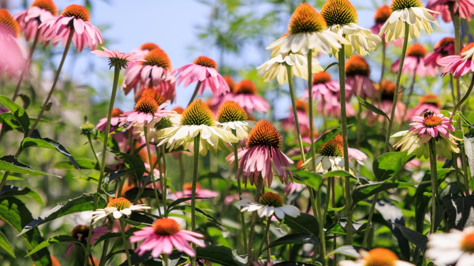 19 Plants to Feature in Contemporary Home Gardens