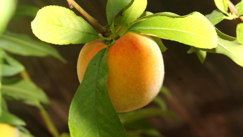 15 Fruit Trees to Plant this Spring