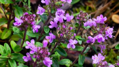 15 Varieties of Thyme For Your Garden
