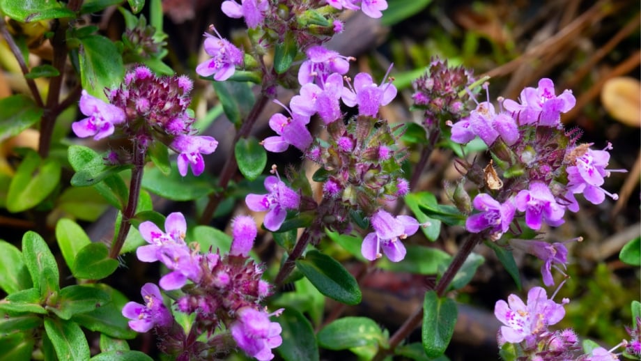 15 Varieties of Thyme For Your Garden