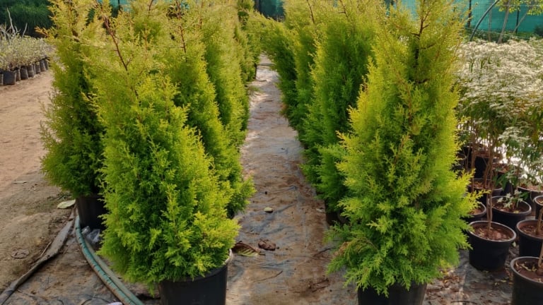How to Plant, Grow, and Care For ‘Emerald Green’ Arborvitae - Epic ...