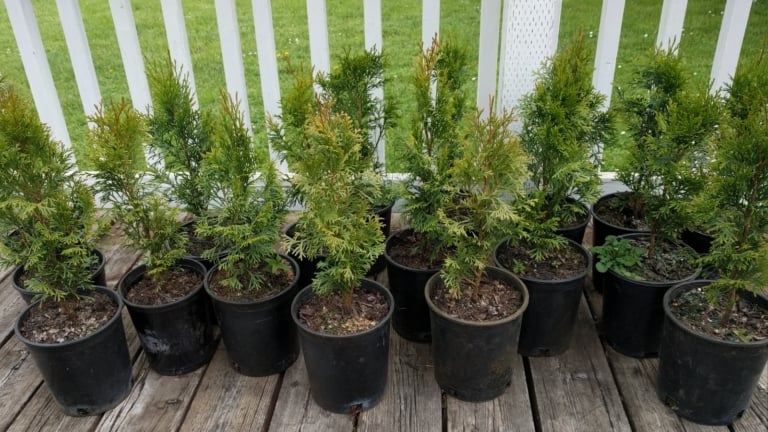 How to Plant, Grow, and Care For Arborvitae