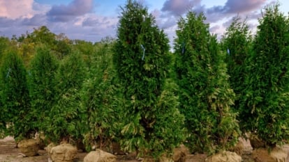 How to Plant, Grow, and Care For ‘Emerald Green’ Arborvitae - Epic ...