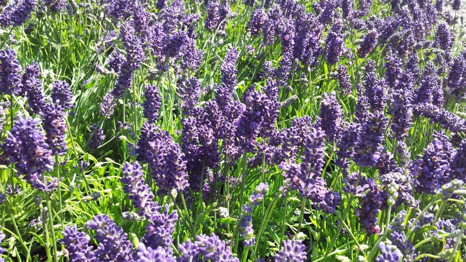 How to Plant, Grow, and Care for Munstead Lavender