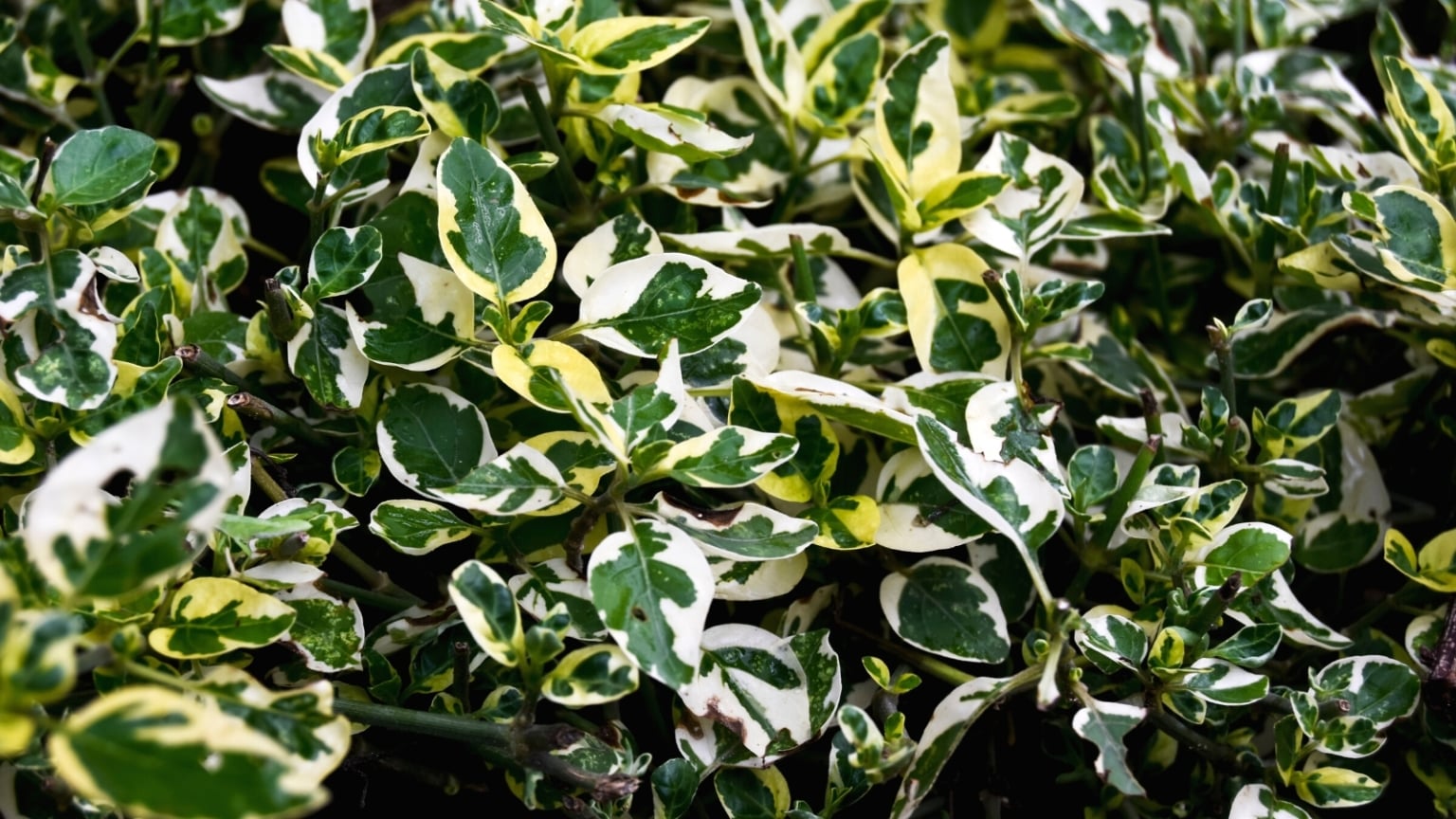 29 Plants Perfect for Making Topiary