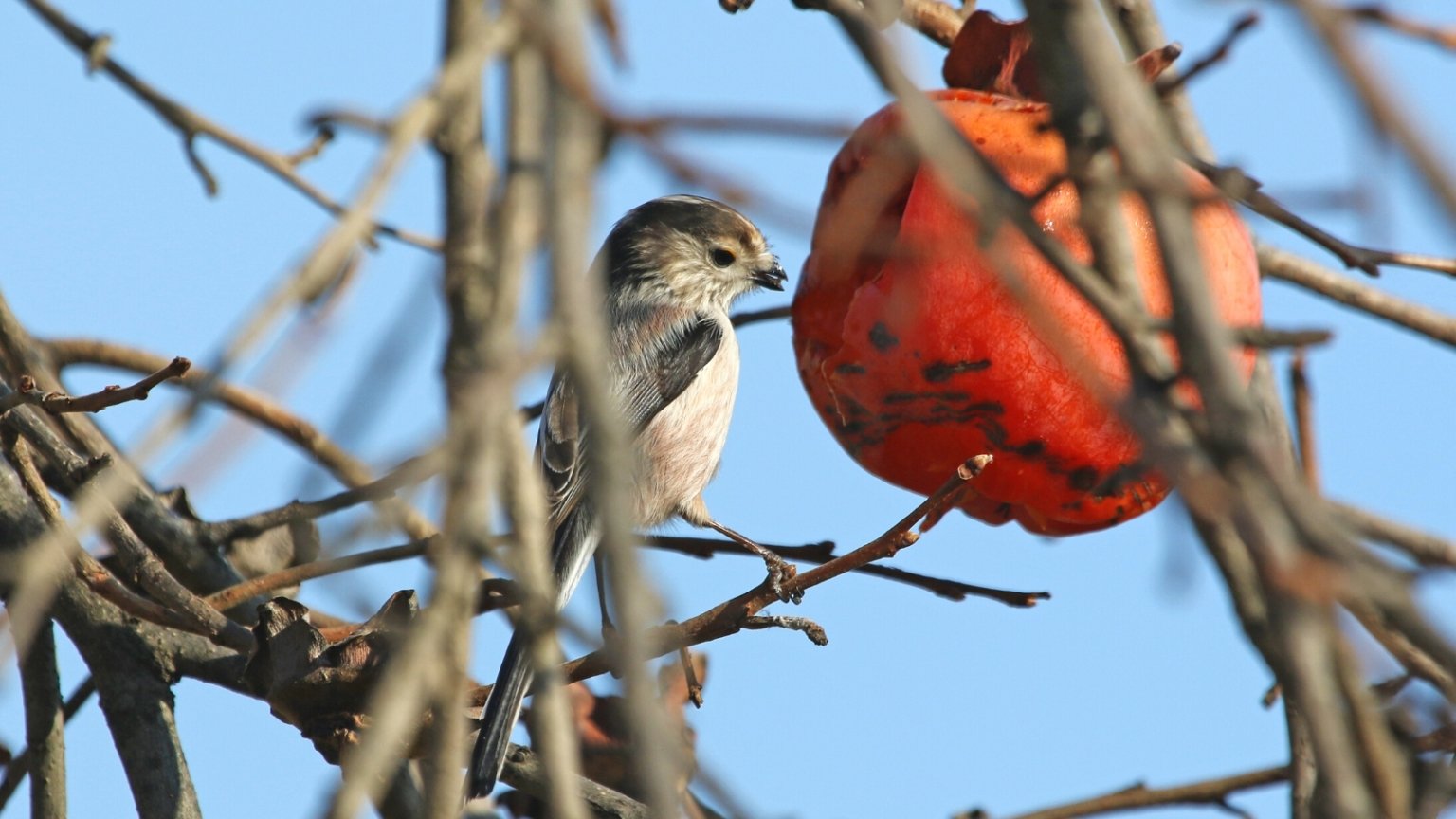 How to Plant, Grow, and Care For 'Fuyu' Persimmon