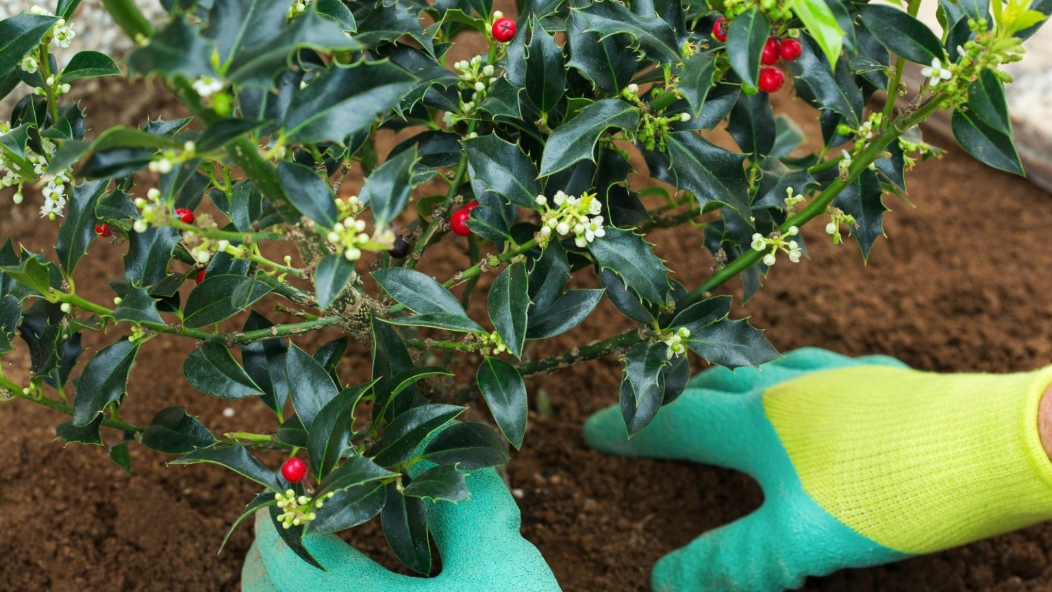 How to Plant, Grow, and Care for 'Nellie Stevens' Holly