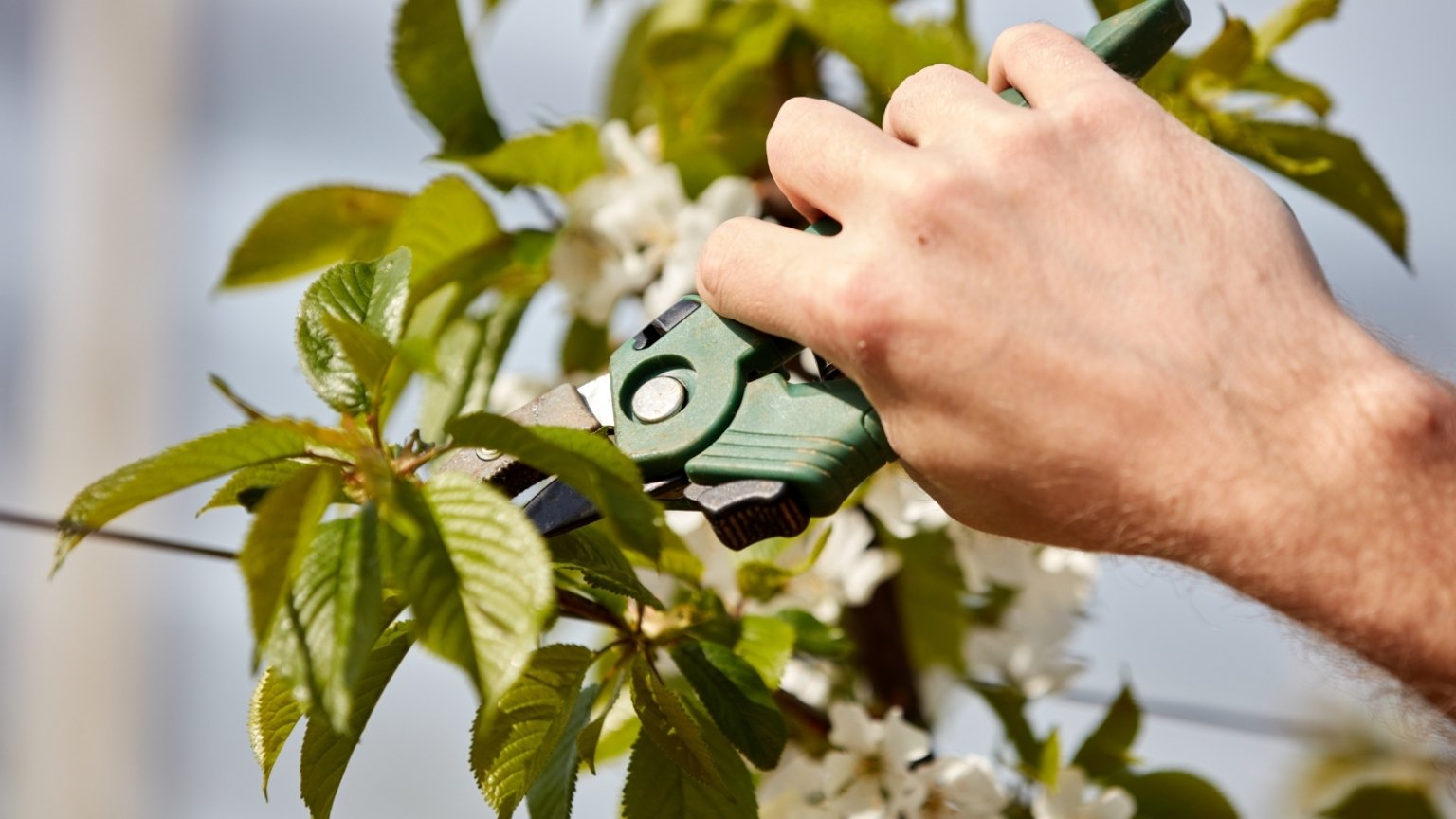 How to Plant, Grow, and Care for ‘Black Tartarian’ Cherry Trees