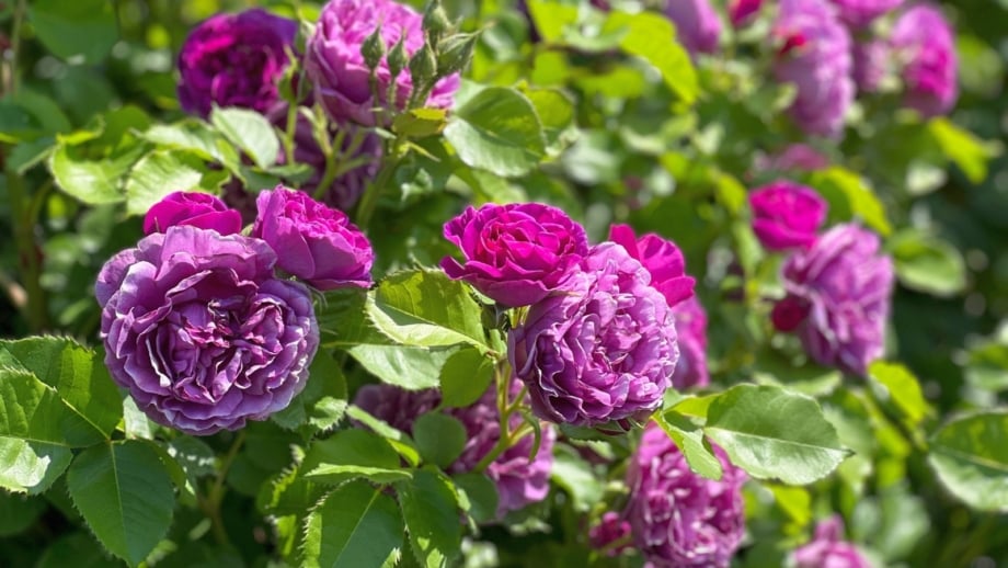 How to Plant, Grow, and Care for Floribunda Roses