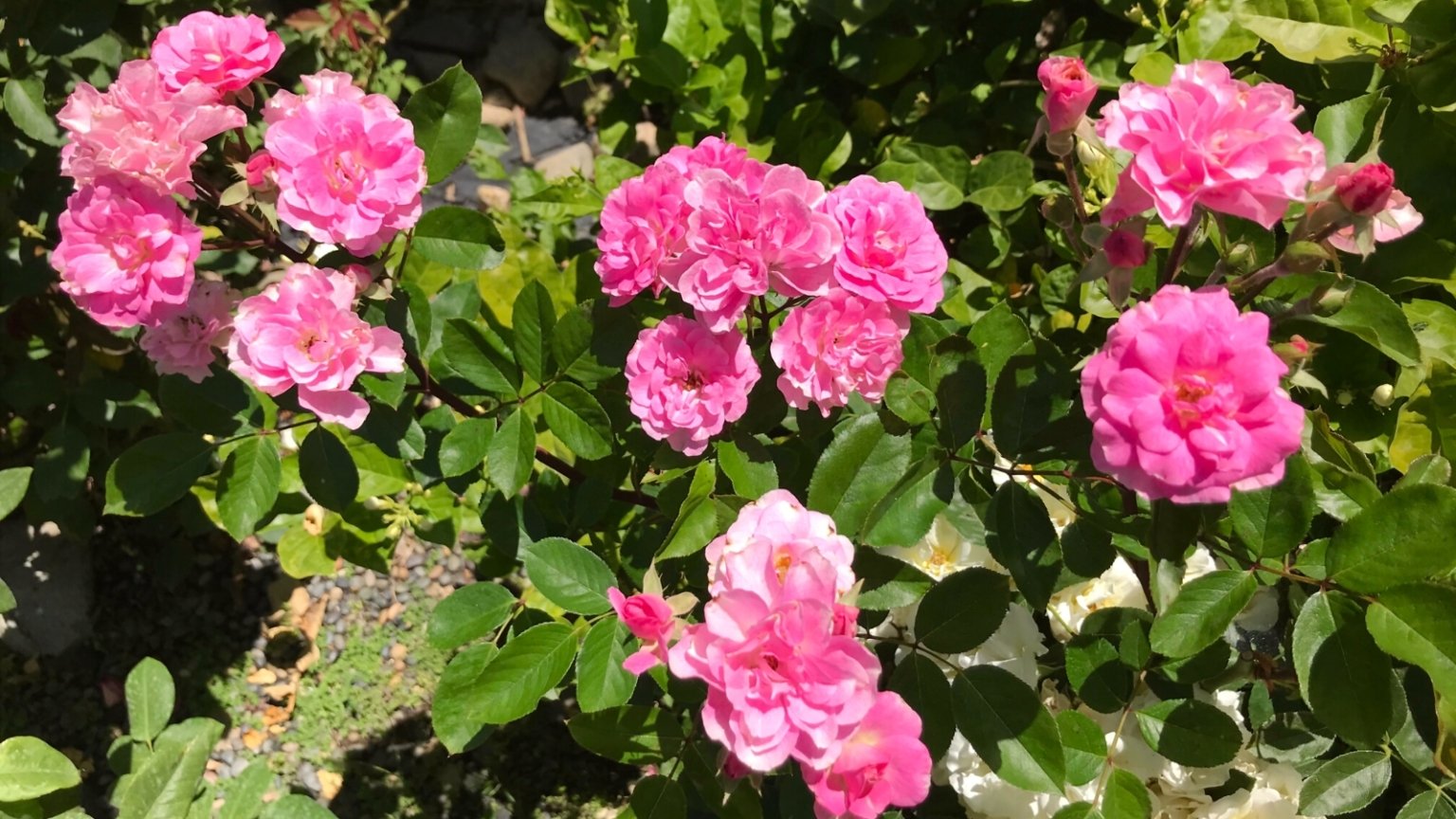 How to Plant, Grow, and Care for Floribunda Roses