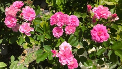 How to Plant, Grow, and Care for Floribunda Roses