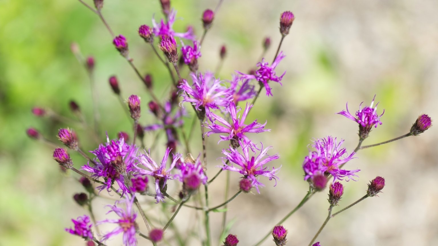 21 Native Wildflowers For Florida Gardens