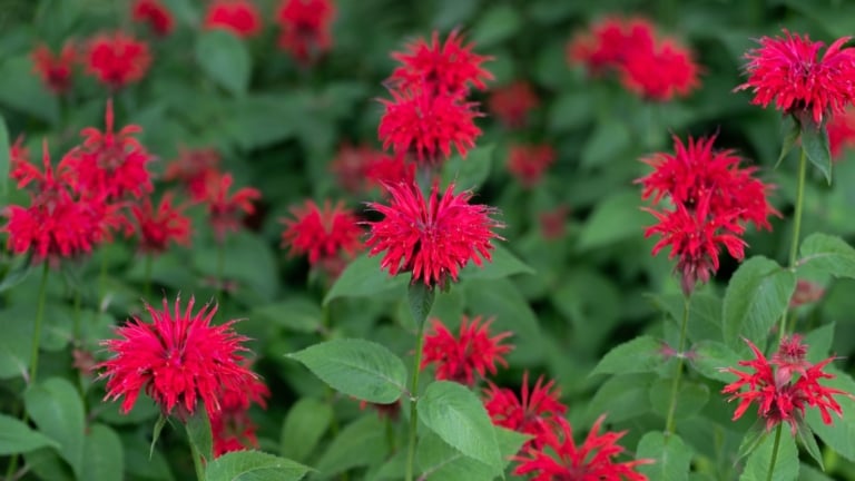 17 Best Bee Balm Varieties for the Home Garden