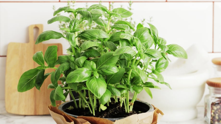How Much and How Often Should You Water Basil?