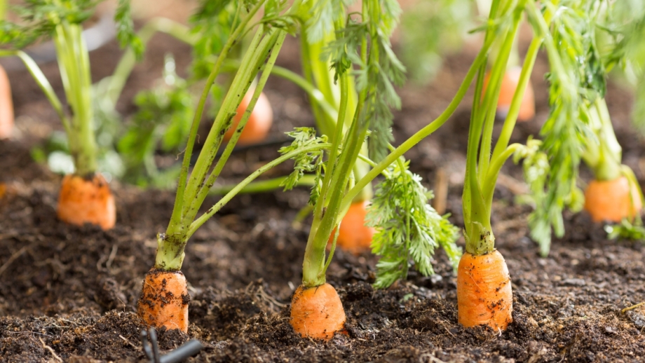 13 Tricks for Amazing Carrots this Season