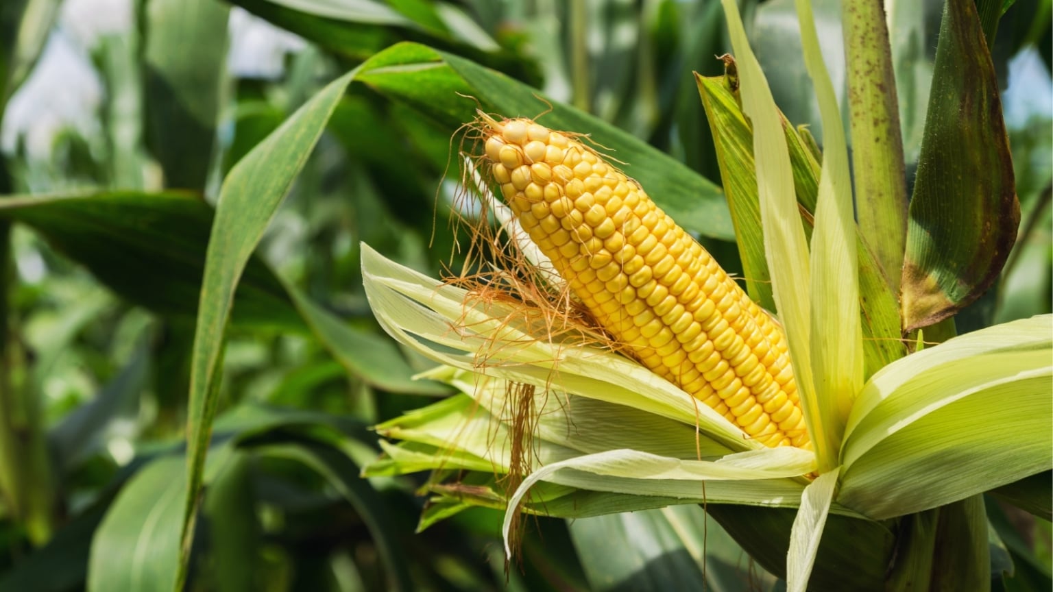 13 Seeds You Should Wait to Start Until Late Spring