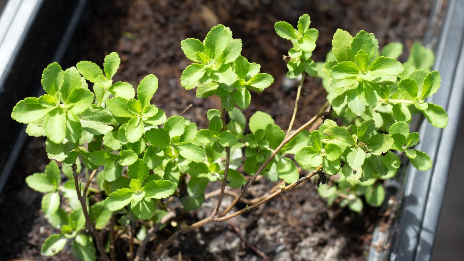 How to Plant, Grow, and Care for Stevia Plants