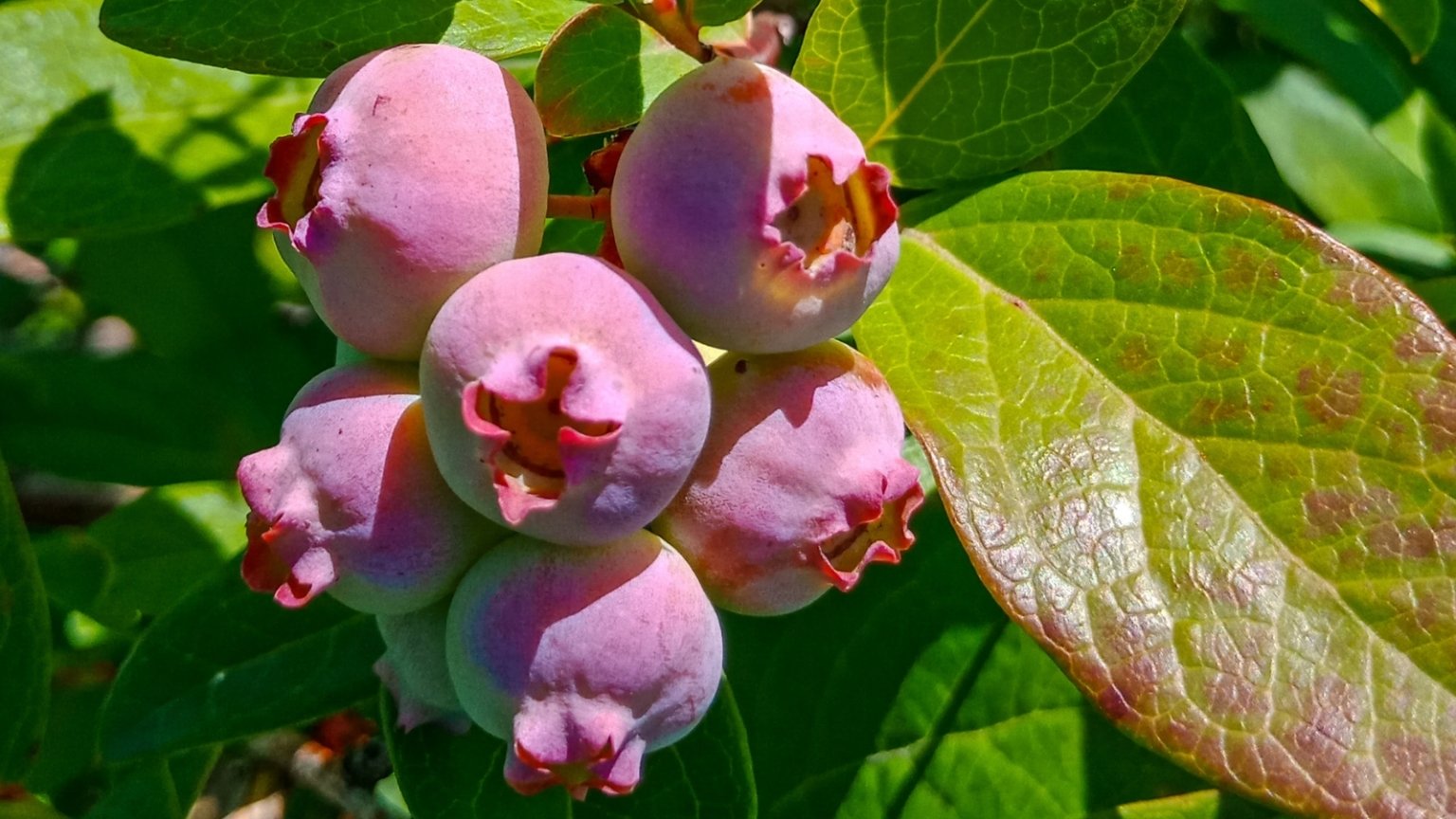 How to Plant, Grow, and Care for 'Pink Lemonade' Blueberries