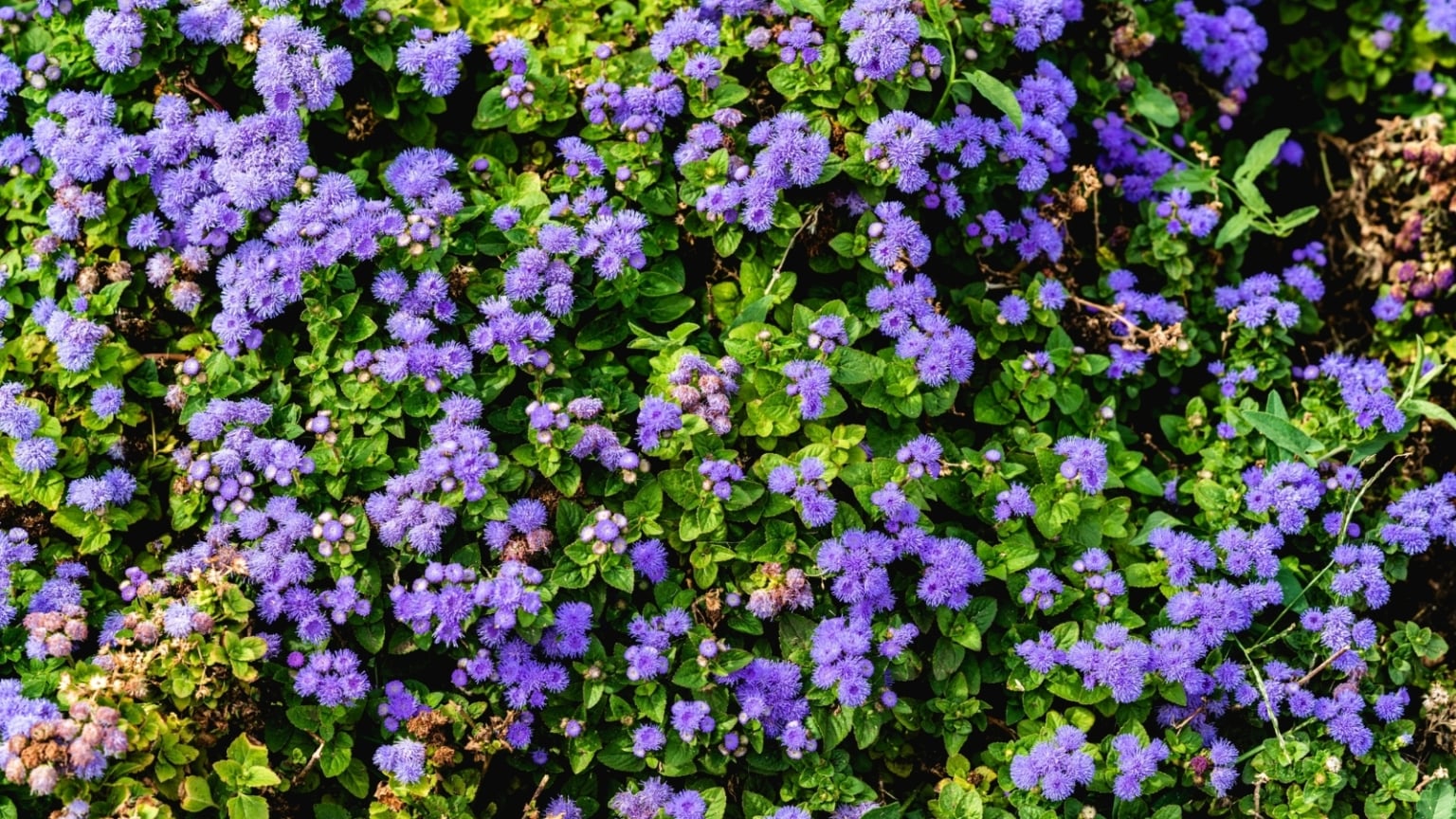 How to Plant, Grow, and Care for Globe Gilia