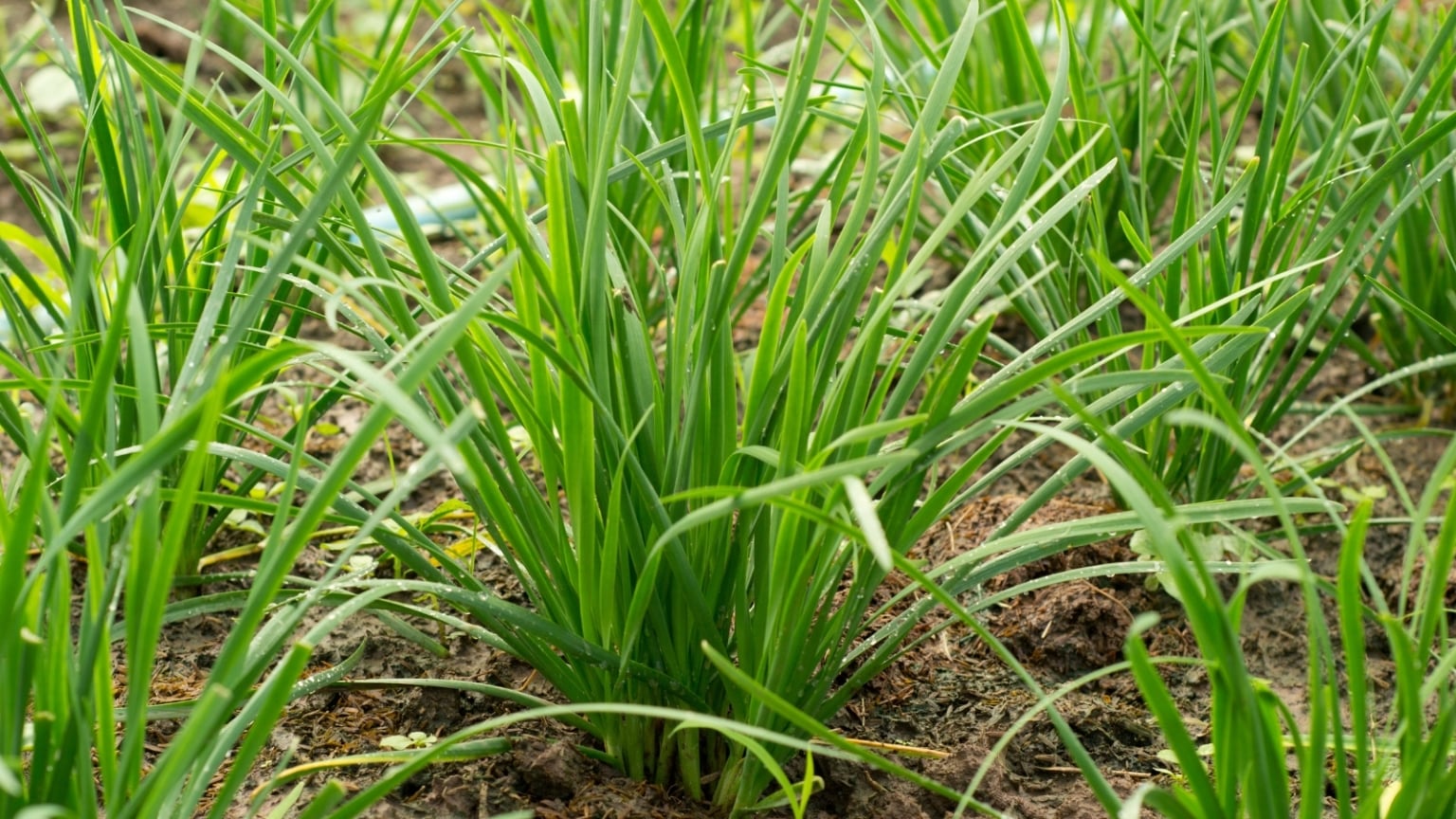 37 Perennial Herbs: Plant Them Once and Harvest Forever