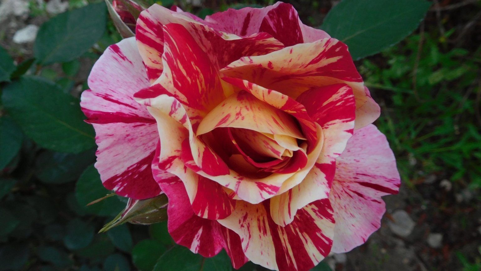 15 Recommended Floribunda Rose Varieties for the Home Garden