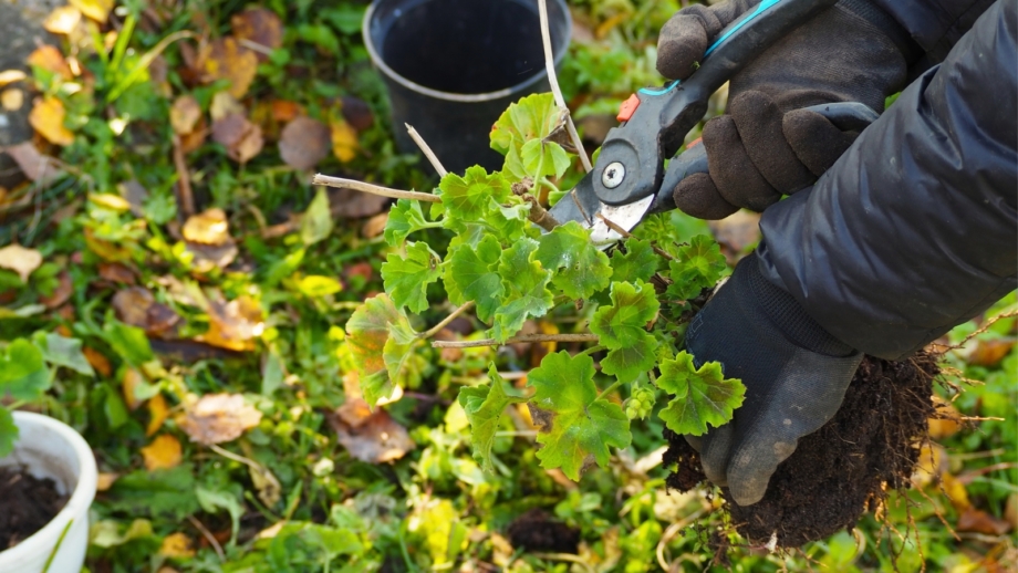 How to Overwinter Geraniums: 5 Pro Tips