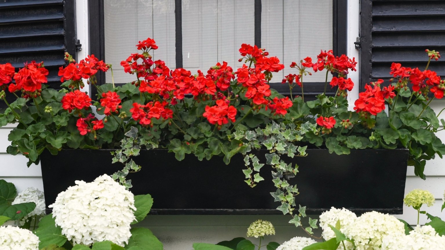 15 Stunning Window Box Flower Ideas