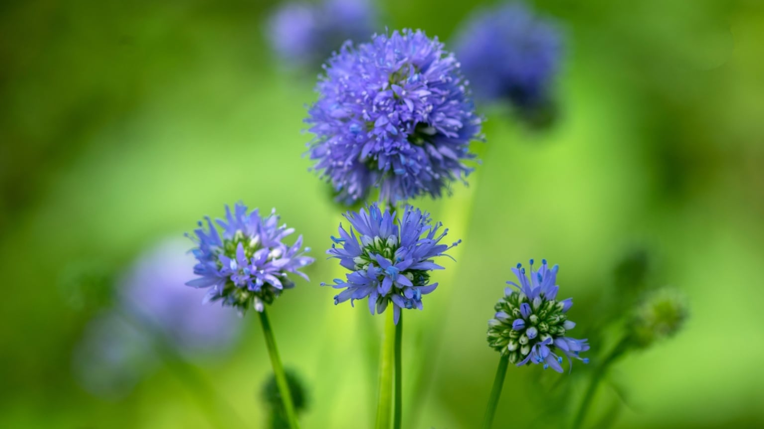 How to Plant, Grow, and Care for Globe Gilia