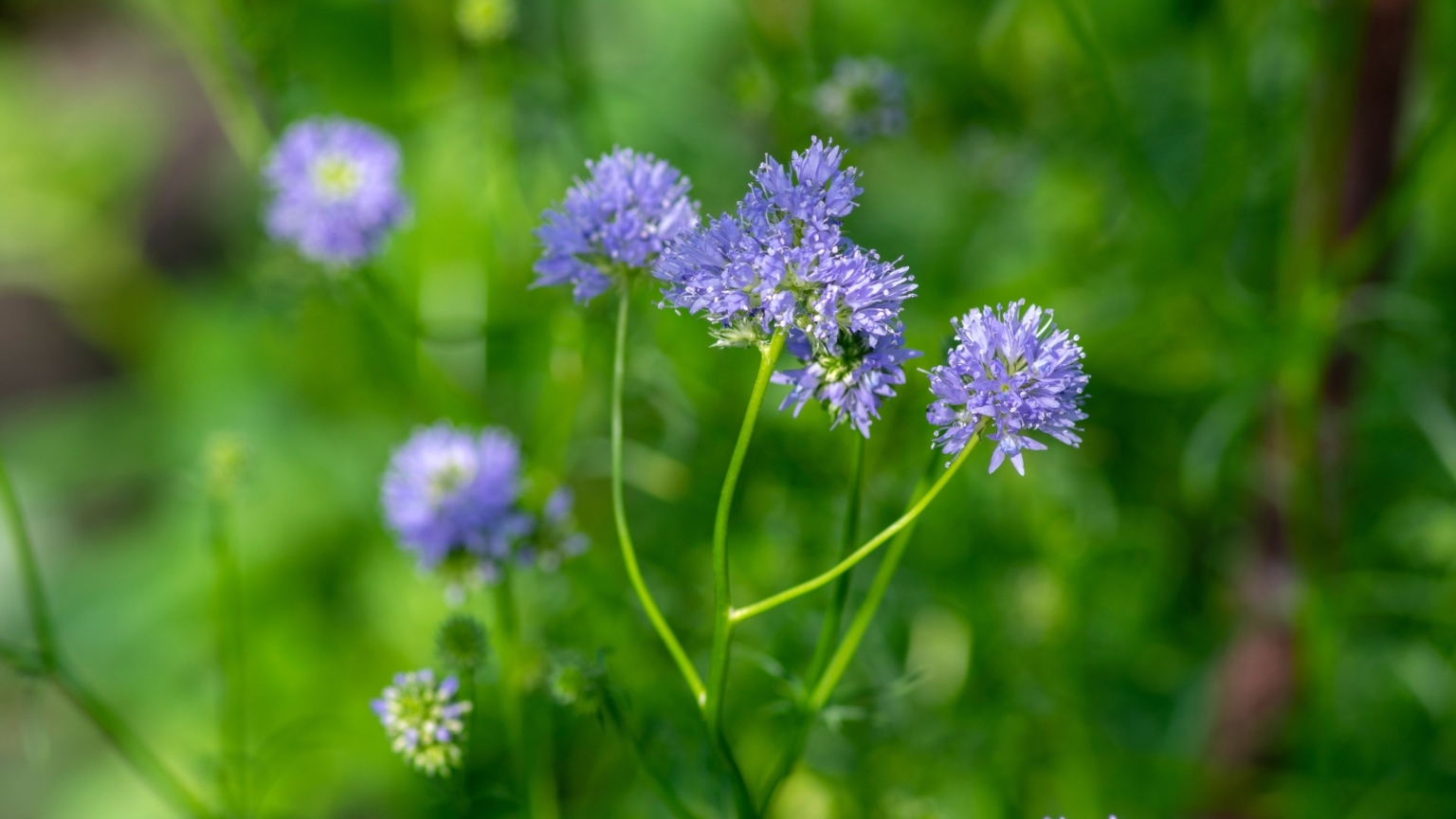 How to Plant, Grow, and Care for Globe Gilia