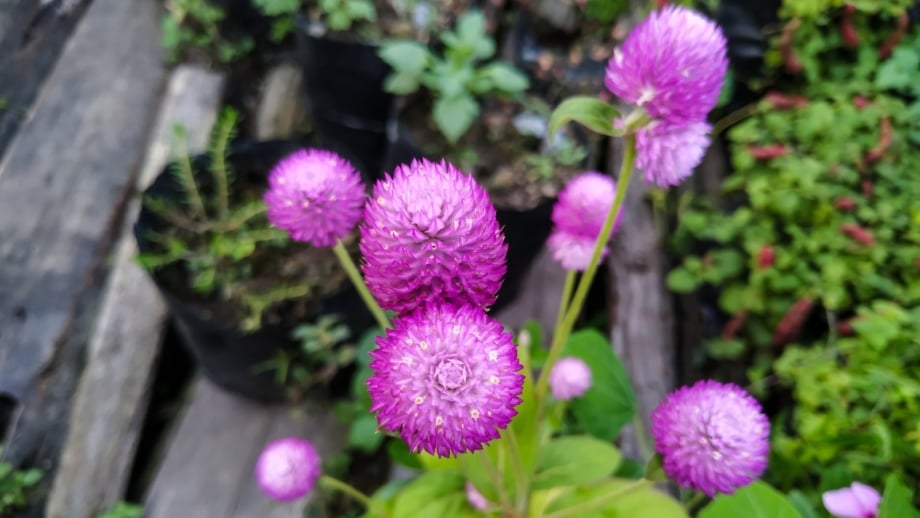19 Beautiful Varieties of Gomphrena: Globe Amaranth