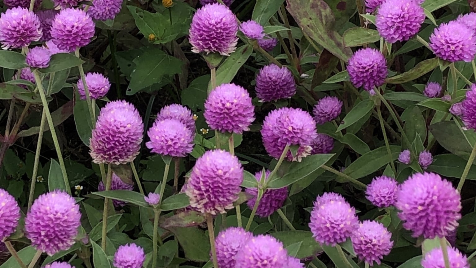 19 Beautiful Varieties of Gomphrena: Globe Amaranth