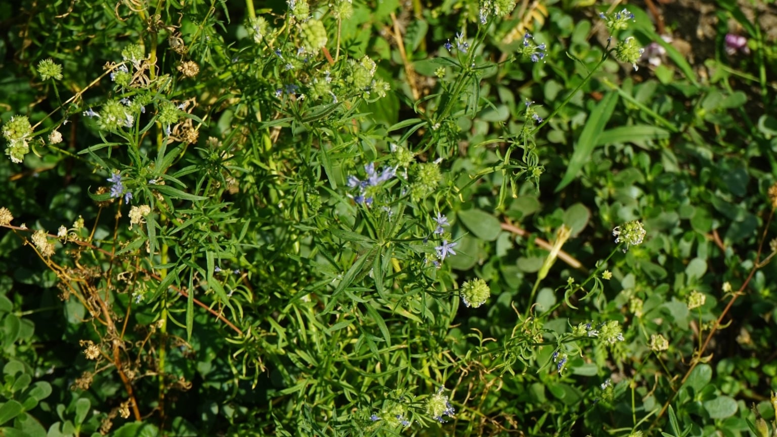 How to Plant, Grow, and Care for Globe Gilia