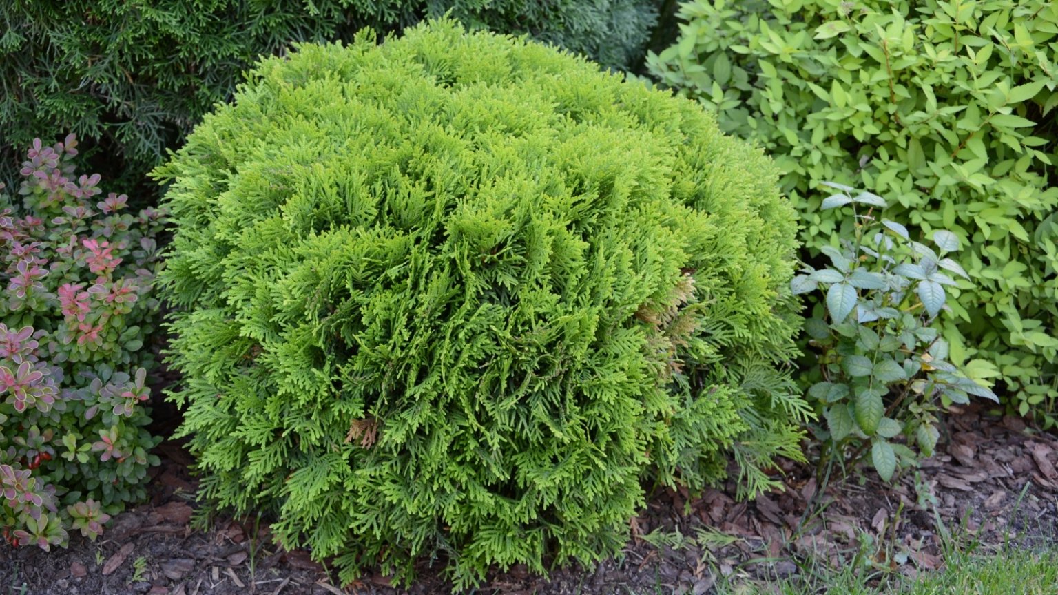 19 Arborvitae Types for Home Landscapes