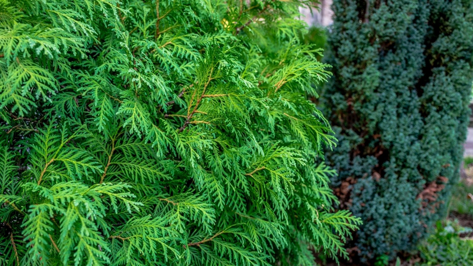 19 Arborvitae Types for Home Landscapes