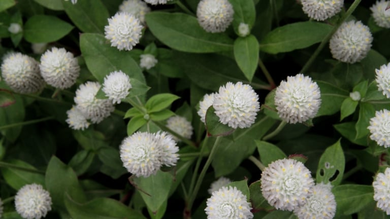 19 Beautiful Varieties of Gomphrena: Globe Amaranth